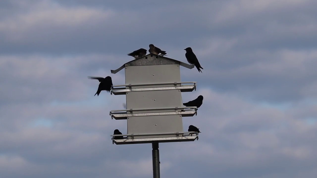 Purple Martin Babies leave the nest and learn to fly - YouTube