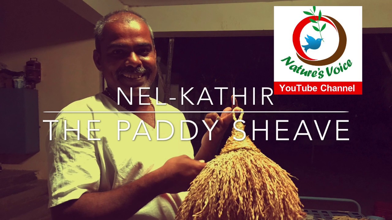 THE PADDY SHEAVE (Nel-Kathir) - YouTube