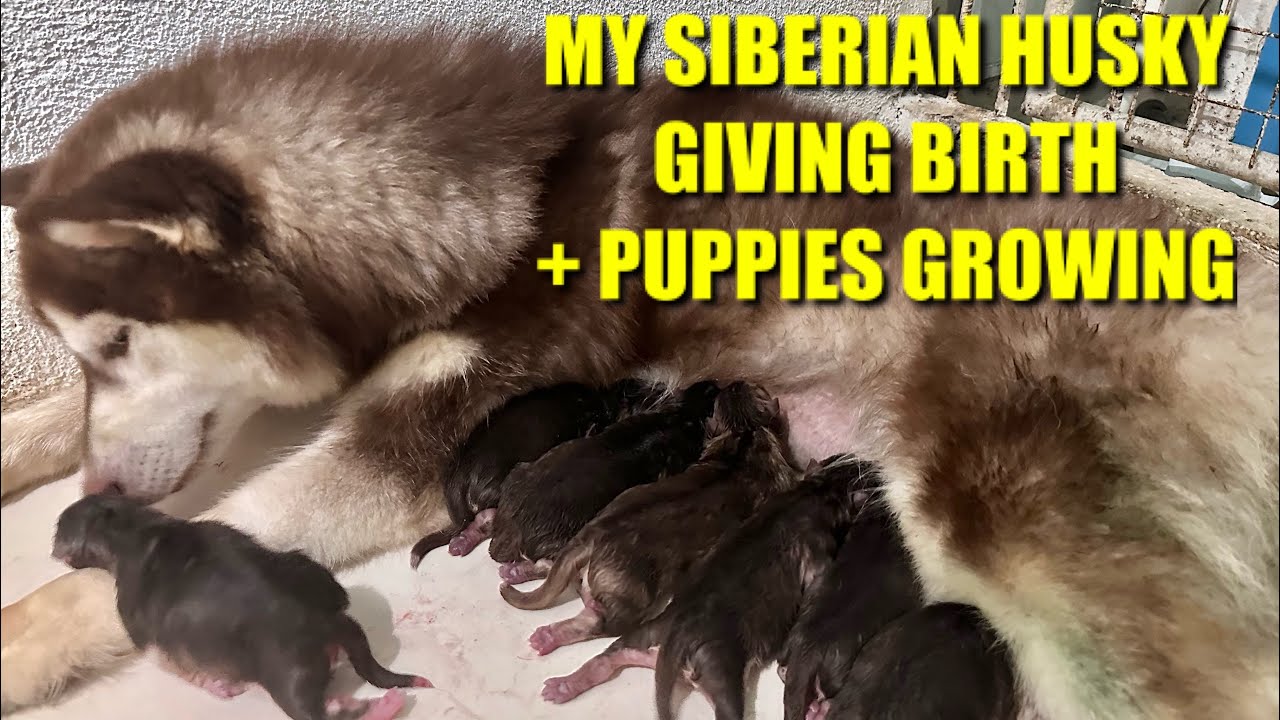 MY SIBERIAN HUSKY GIVING BIRTH + PUPPIES GROWING (Normal Delivery ...