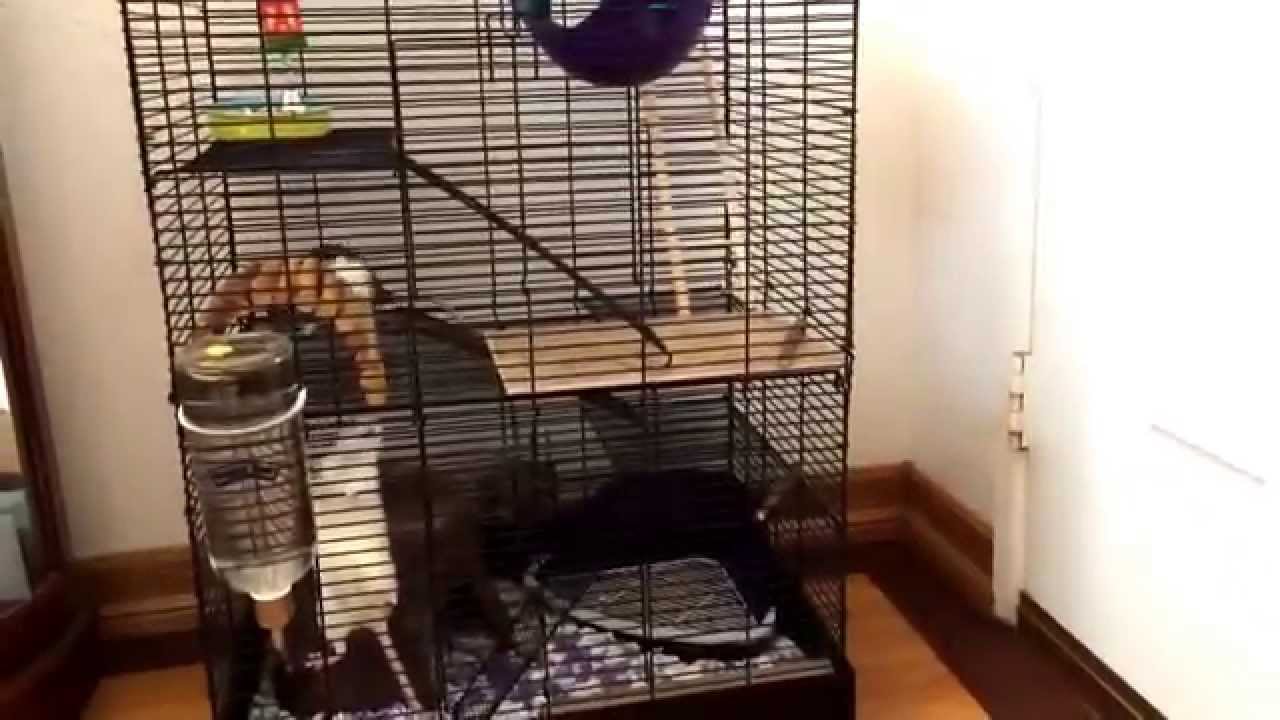 Rats Newly Cleaned Cage!!! - YouTube