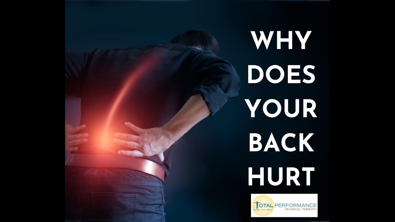 Why Does Your Back Hurt? - YouTube