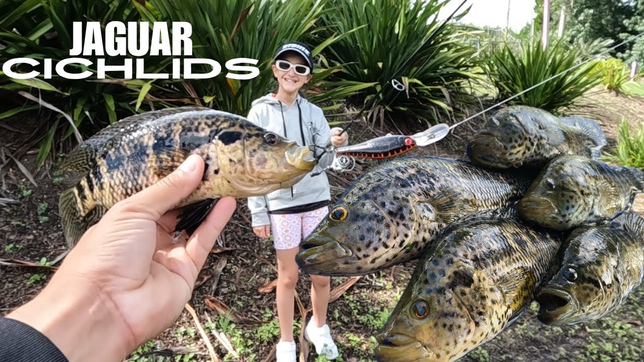 Catching & Examining Gut Contents of Jaguar Cichlid Pest Fish - YouTube