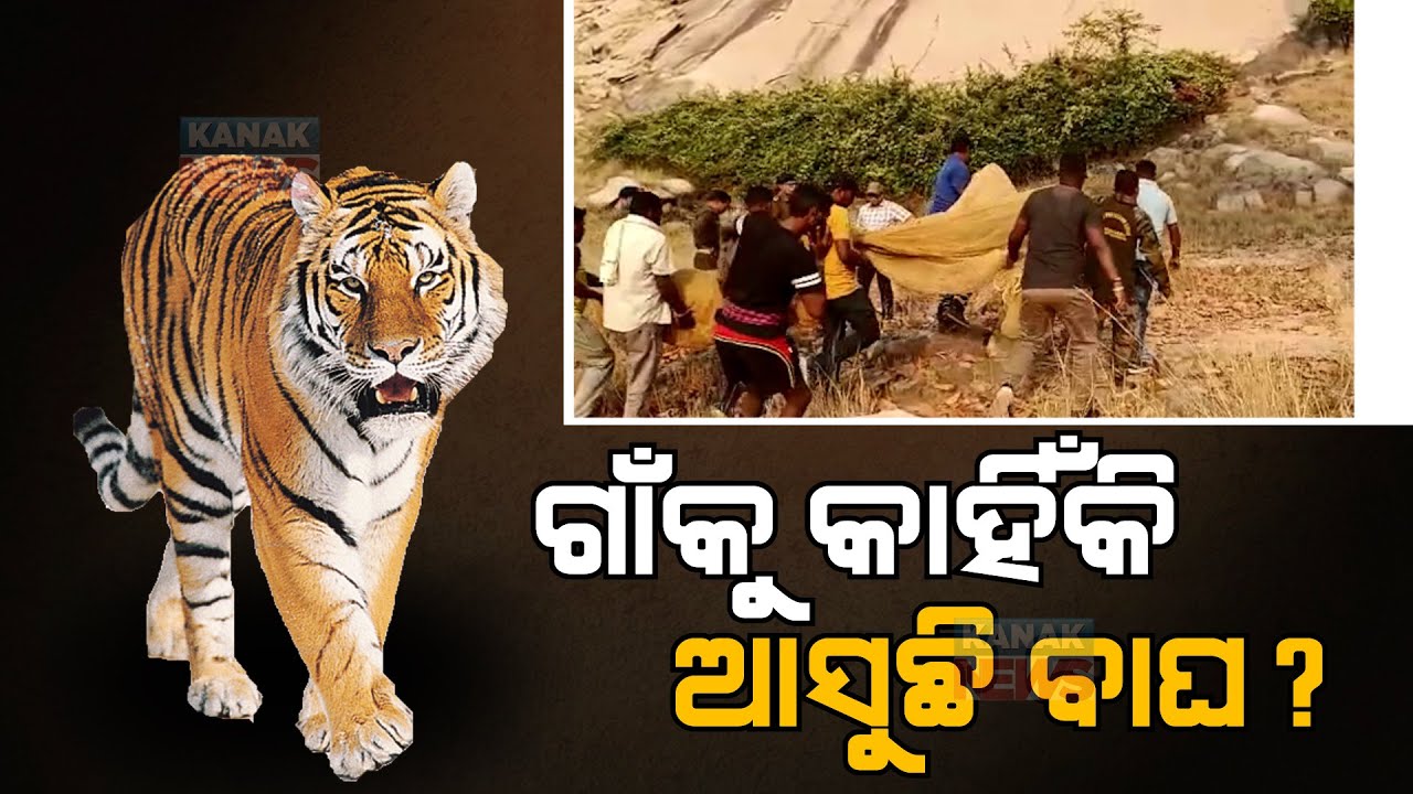 Why Tiger Heading Towards Residential Village In Odisha? - YouTube