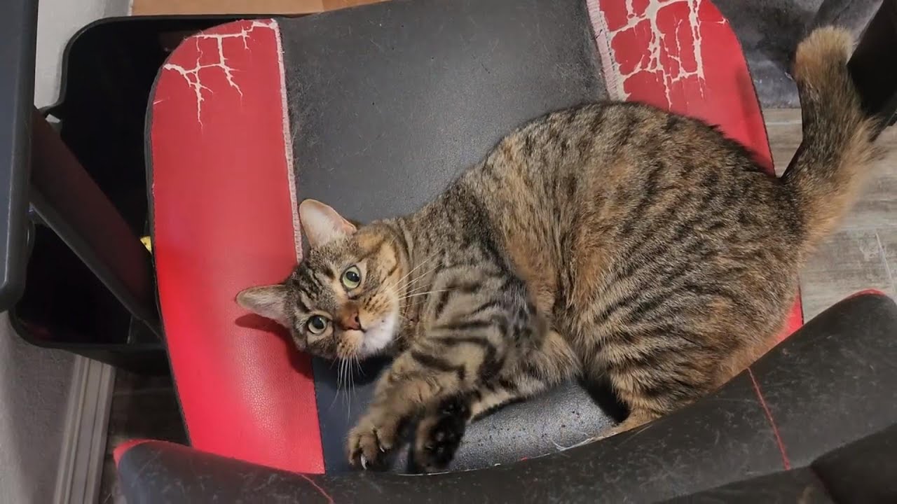 I attempted to try to get my cat to play on her favorite little chair ...