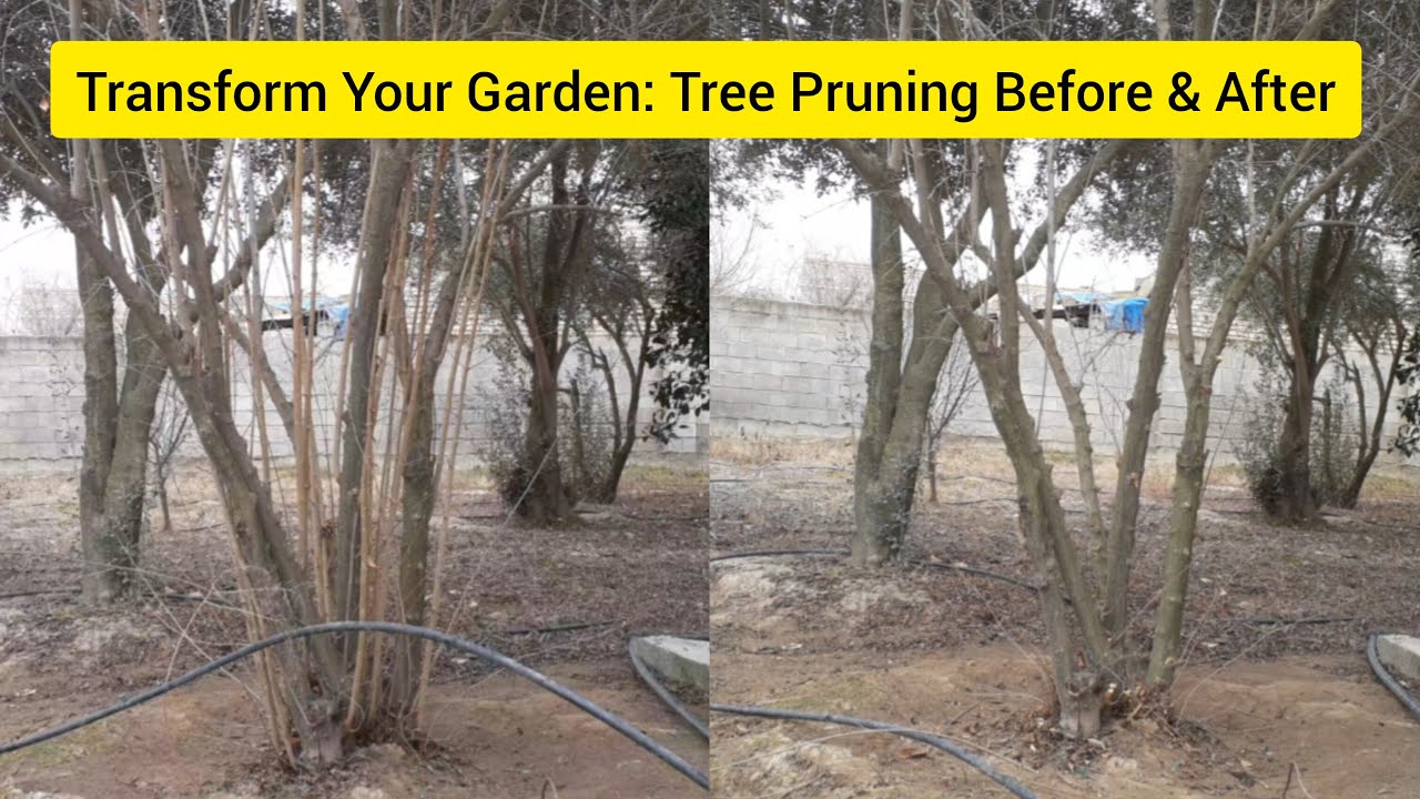 Tree Pruning Before & After - YouTube