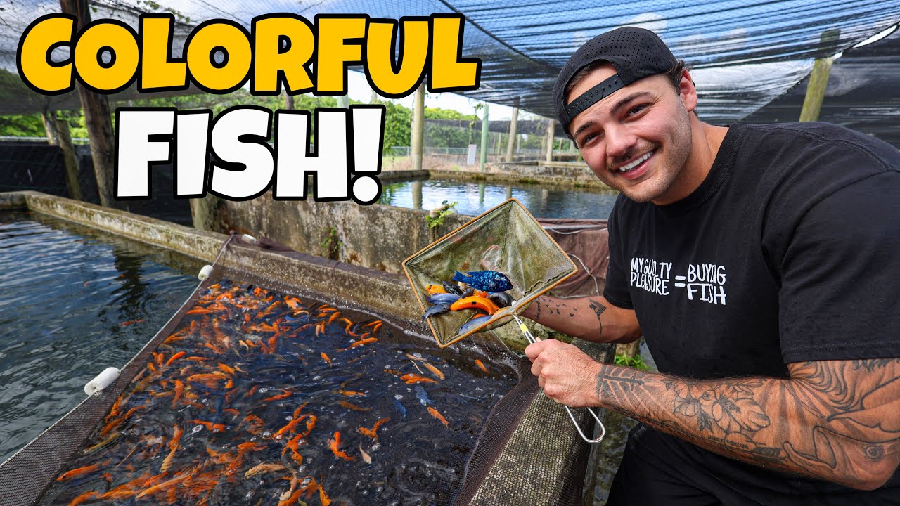 NEW FISH at LARGEST CICHLID FARM!! - YouTube