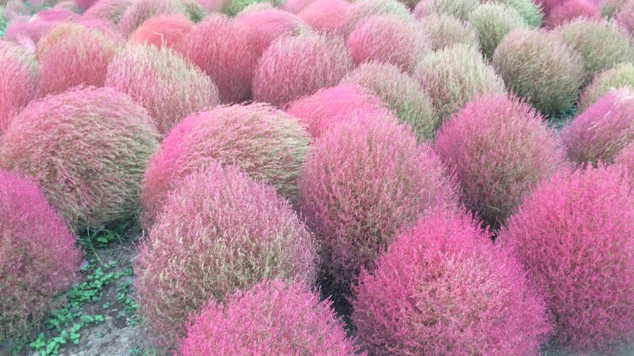 Hàng triệu cây Kochia đổi màu - Millions of Kochia trees change color ...