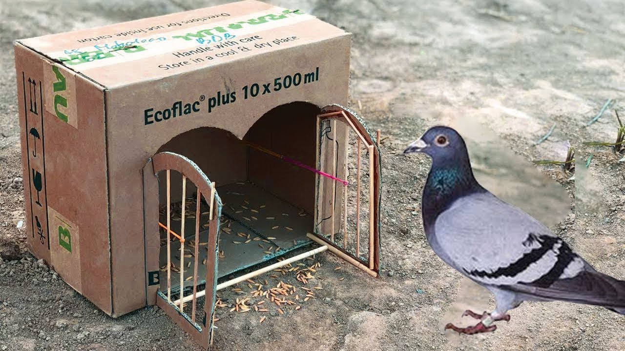 Best Dove House Bird Trap using Paper Box that work 100% - YouTube