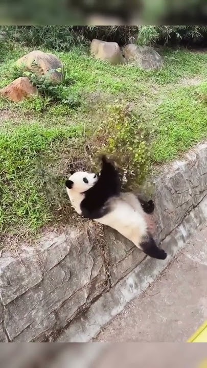 Panda Fails Compilation #1 - The Most Hilarious & Clumsy Pandas #cuteanimals #funny #viralvideo ...