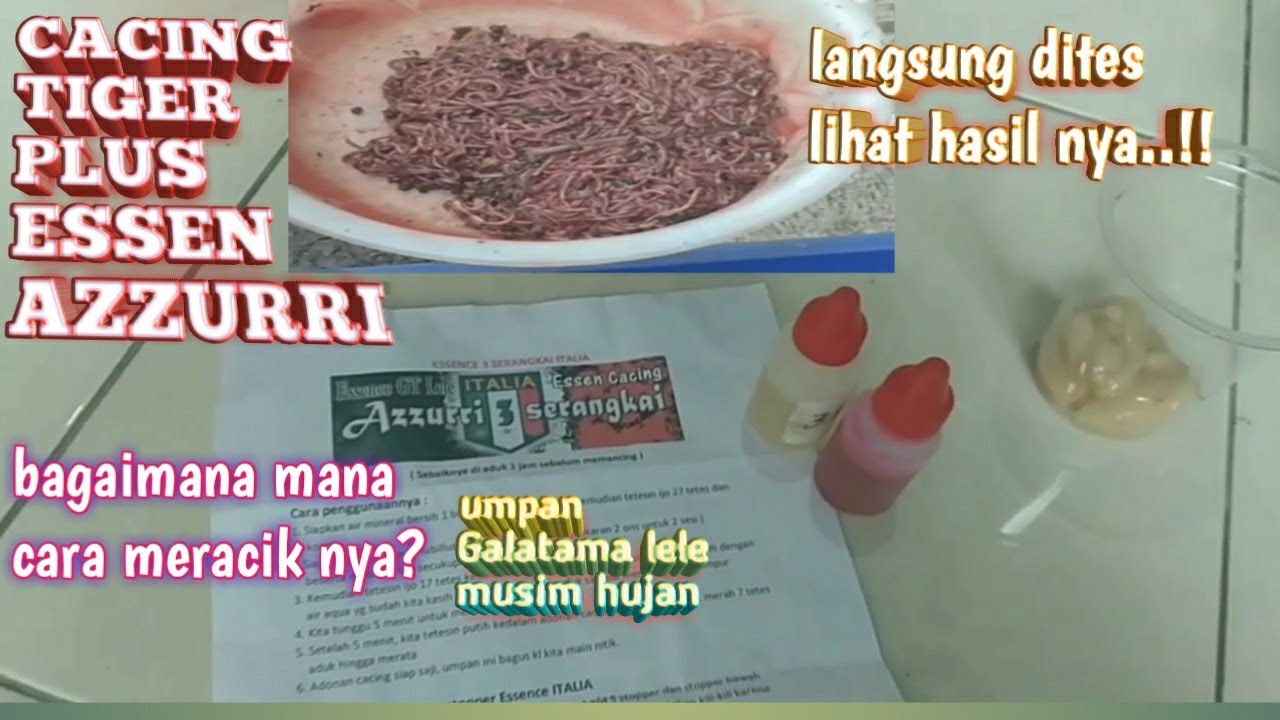 CARA RACIK CINGLOR AZZURI || CACING TIGER +TELOR KADUT || UMPAN GACOR ...