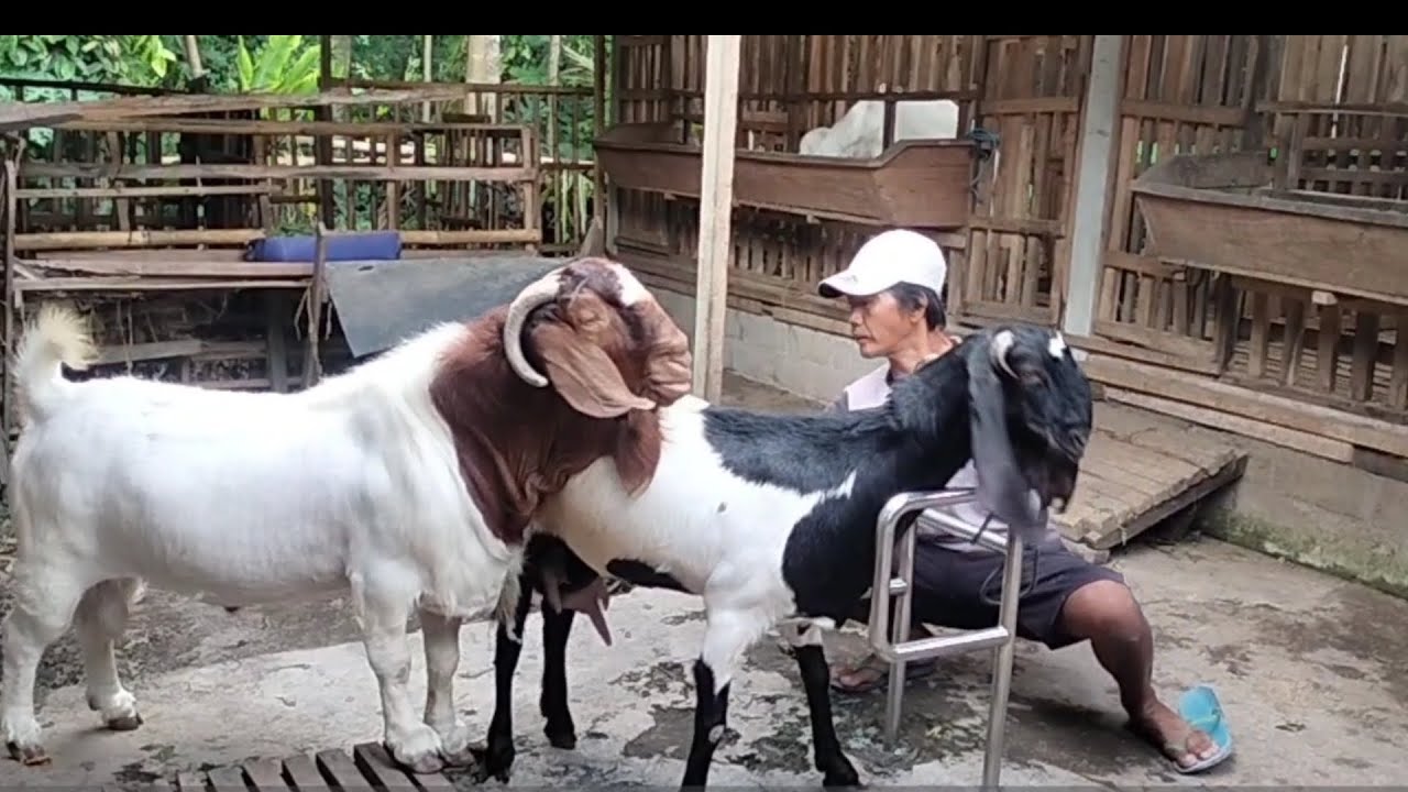 Big boer goat crosses with jamunapari goat in farm | Boer goats farm in ...