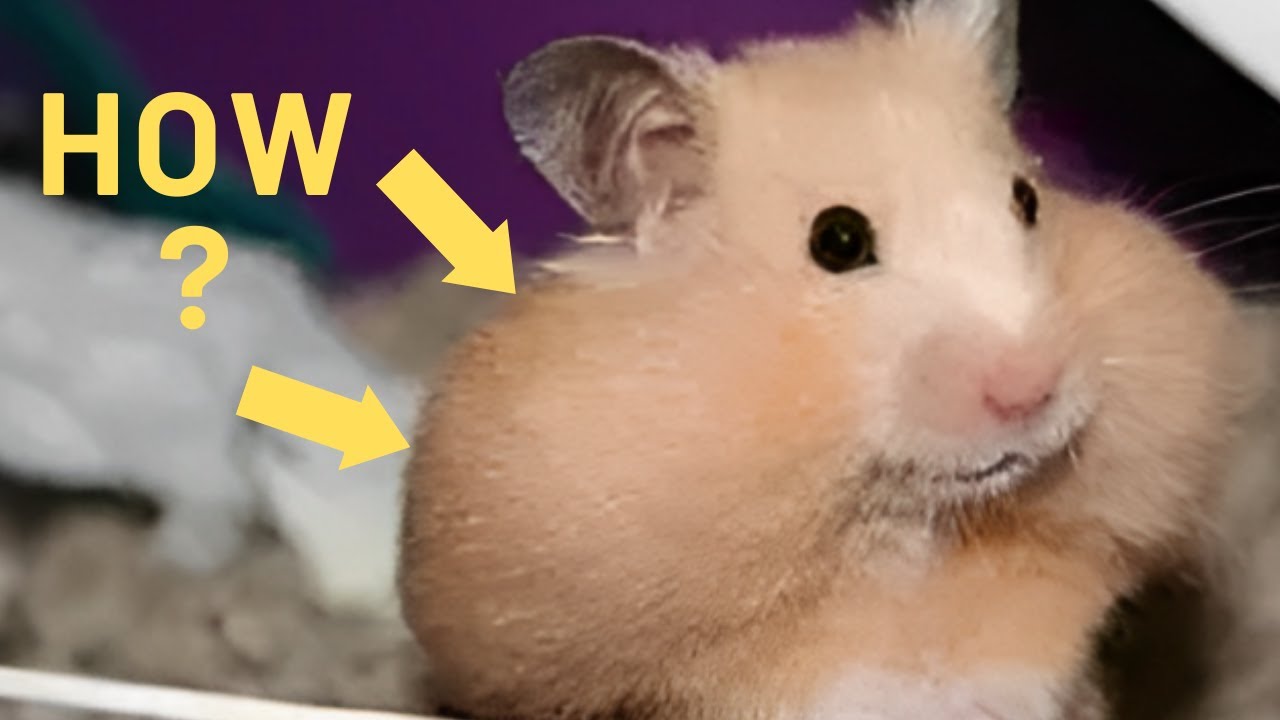 How Hamster Can Fit So Much In Its Cheek - In 30 Seconds! | Zootub3 ...