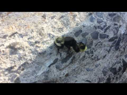 The Queen is mating