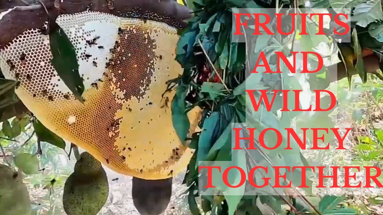 wild honey HARVESTING SEASON, Pulot pukyutan, BUSHCRAFT, fishing ...