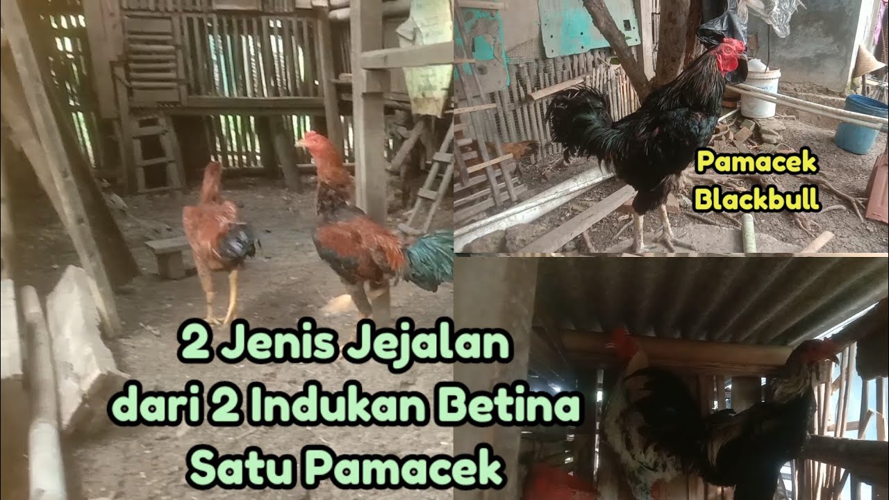 Sukses Nunggu 5 bulan..2 Jejalon Muda Merah Tua Hasil Kawin Silang ...