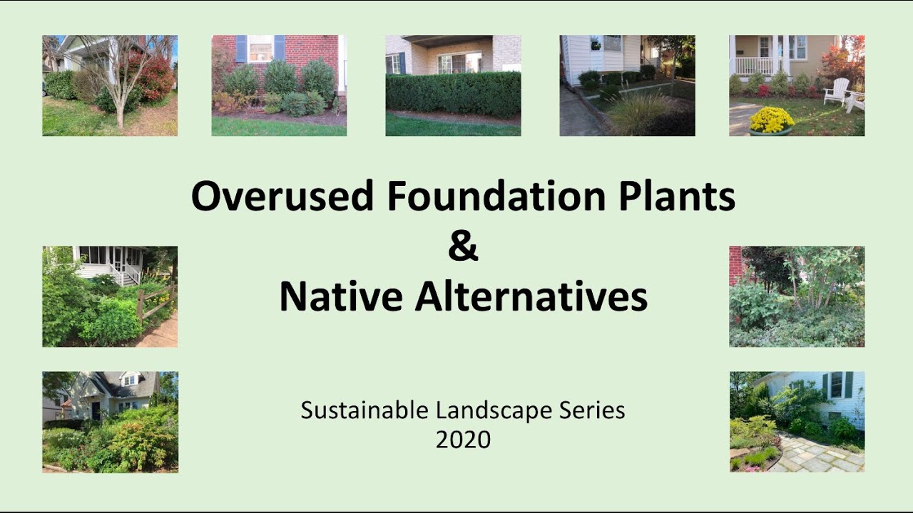 Overused Foundation Plants & Native Alternatives - YouTube