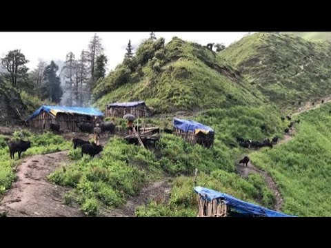 Himale give ma ko sodhra ho ni village life story 📱 - YouTube
