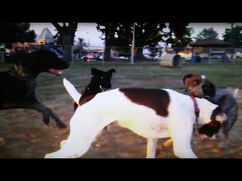Dognado Tears Through Dog Park - YouTube