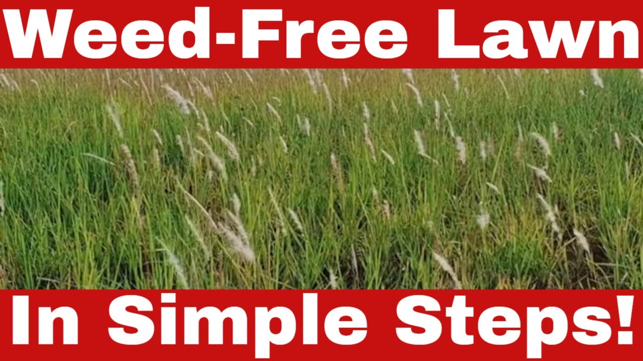 Eradicate Weeds Fast: How to Get Rid of Weeds in Grass! - YouTube