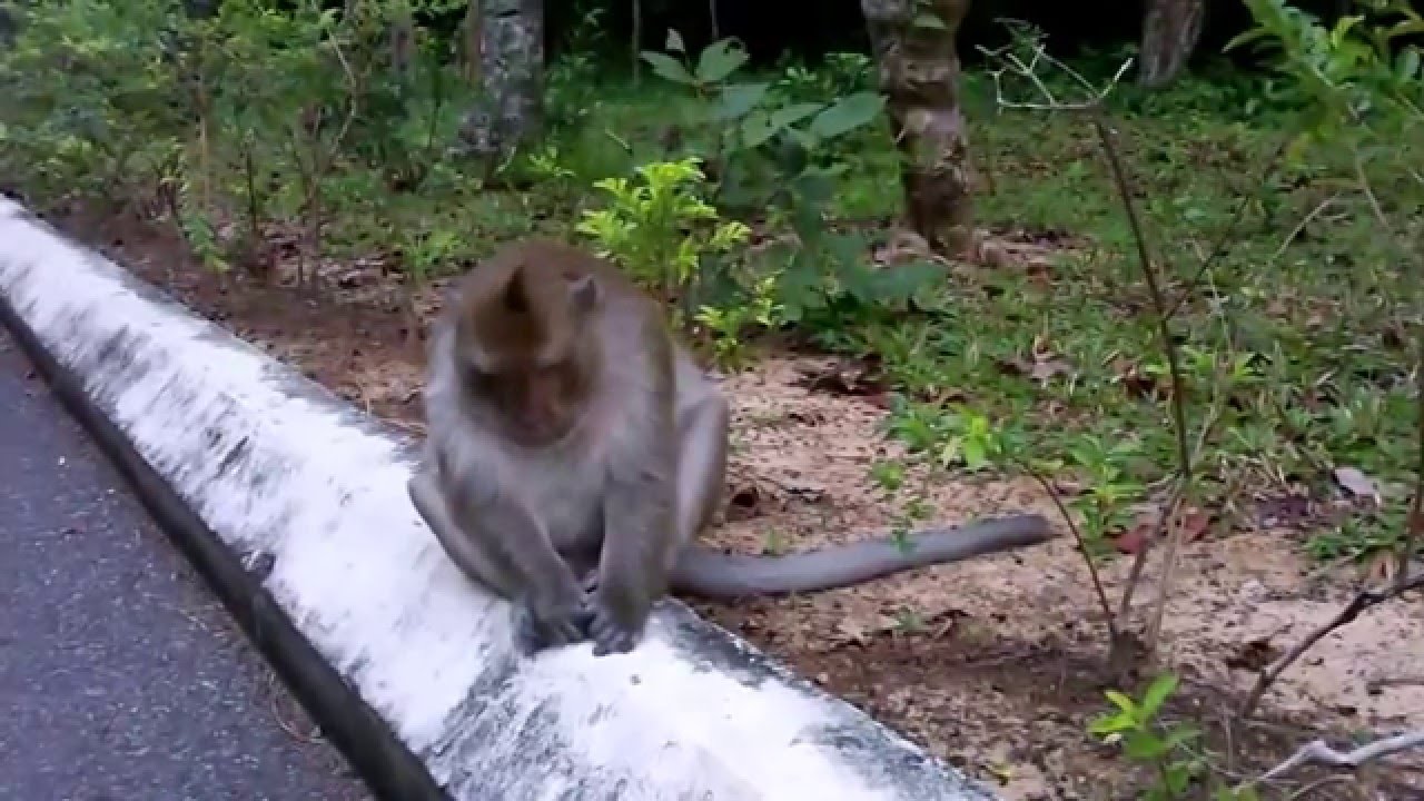 Makaki / macaque monkeys - YouTube