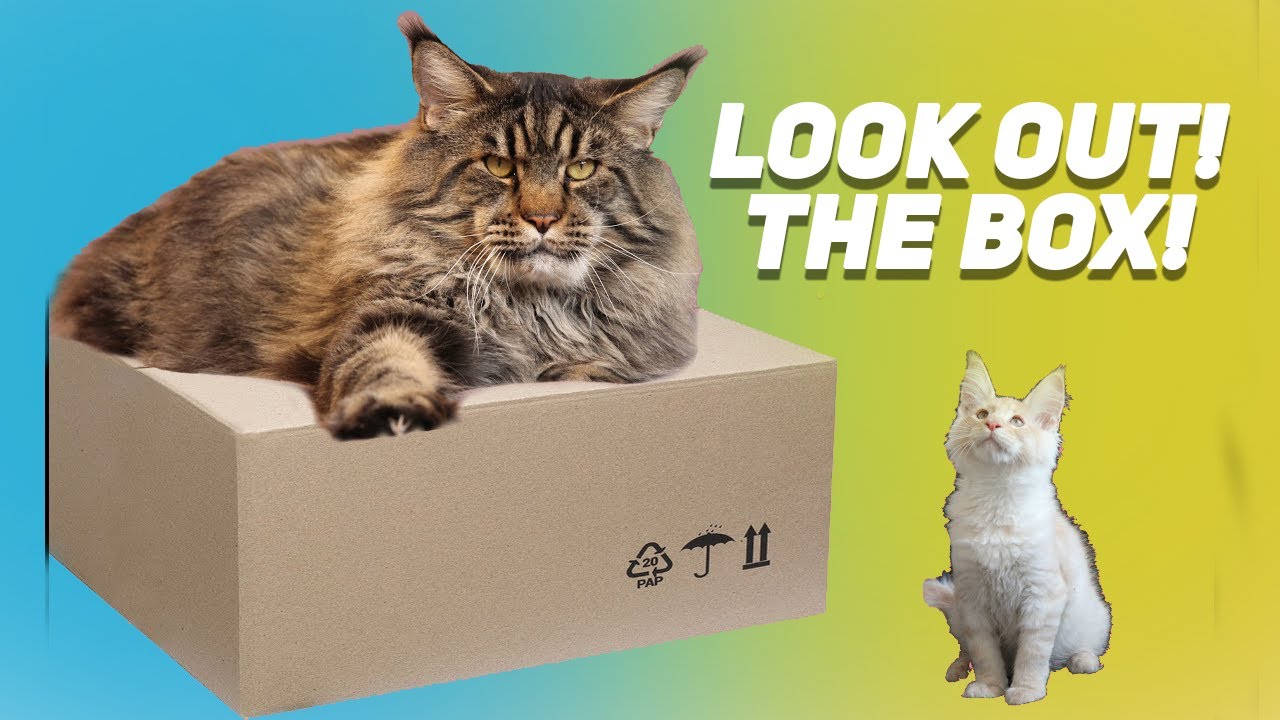 Have you tried giving the box to the big cats?! - YouTube
