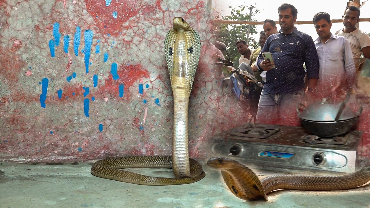 कोबरा का बच्चा केसे लोगो को परेशान किया I How did the baby cobra ...