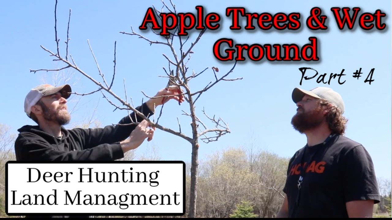 Apple Trees and Wet Ground: Part #4 | Deer Hunting Land Management ...