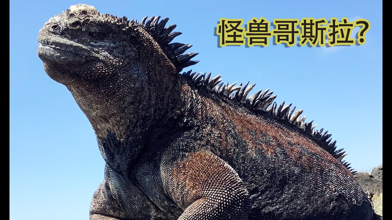 The original form of the monster Godzilla, the real photo of the wild ...
