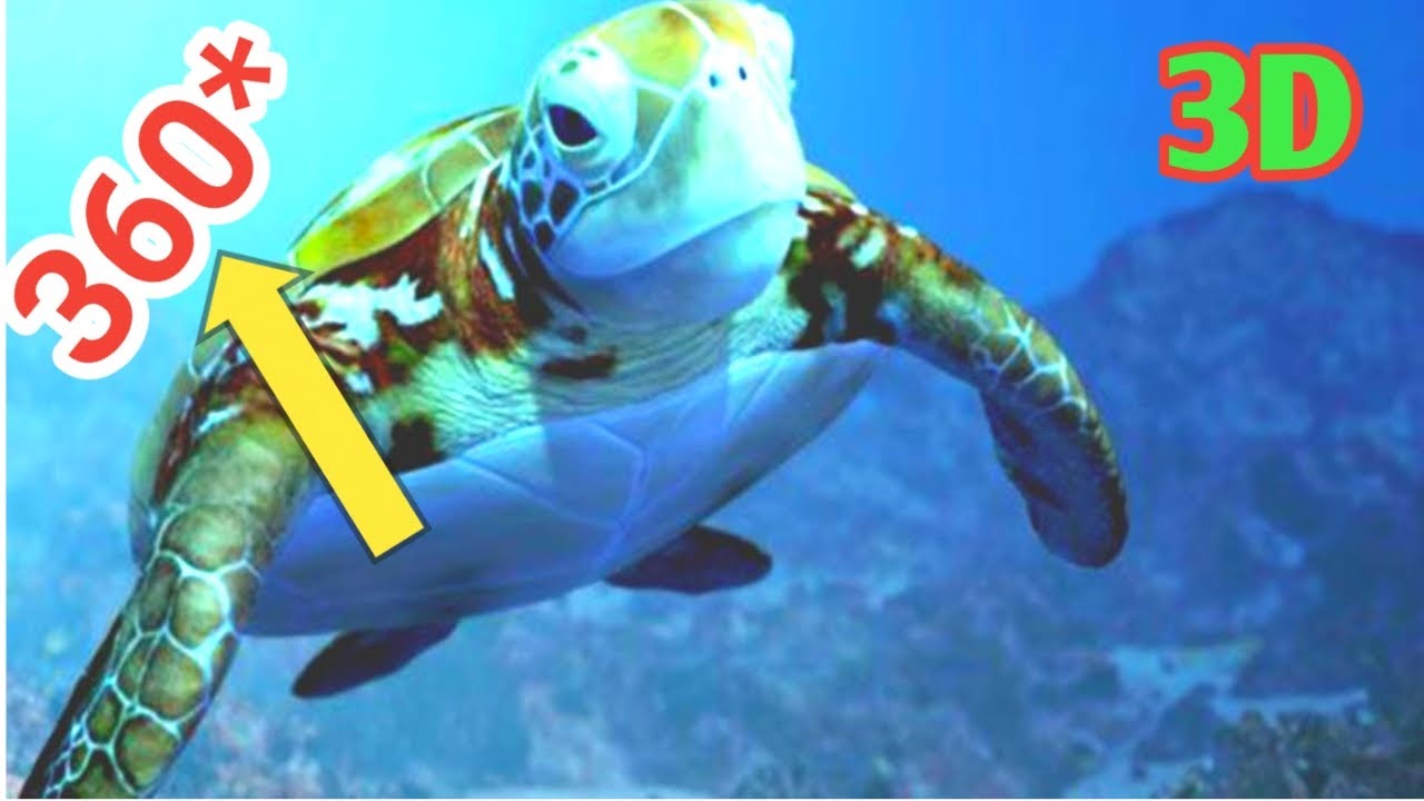 3D Video Tortoise । Visiting Of the 3D Show । Tortoise Life Cycle Video ...