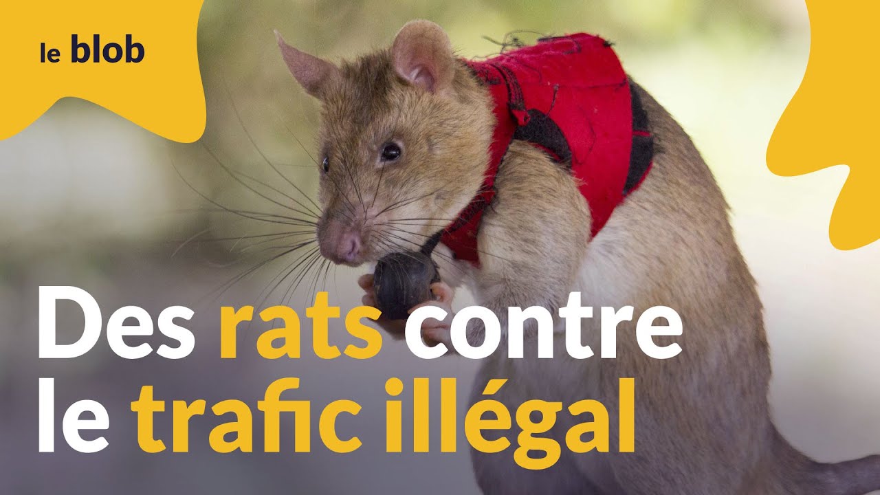 Trafic illégal d’espèces menacées : les rats géants à la rescousse ...