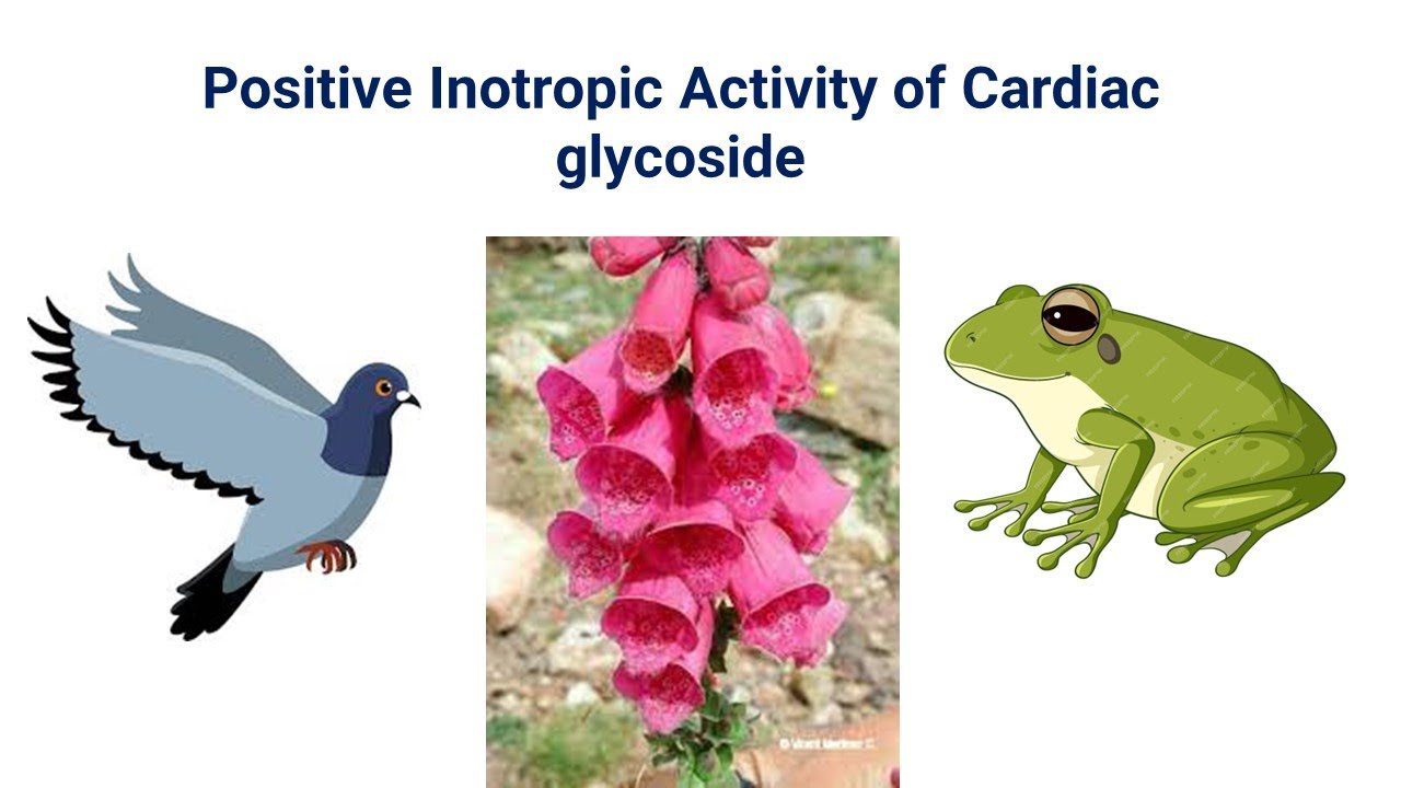 Positive Inotropic Activity of Cardiac glycoside - YouTube