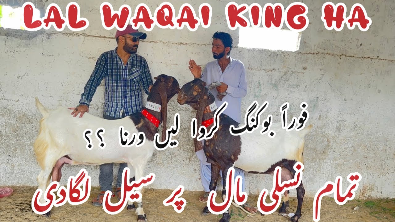 Lal “KING” Goat Farm Collection The best Goats Collection 25-07-24 ...