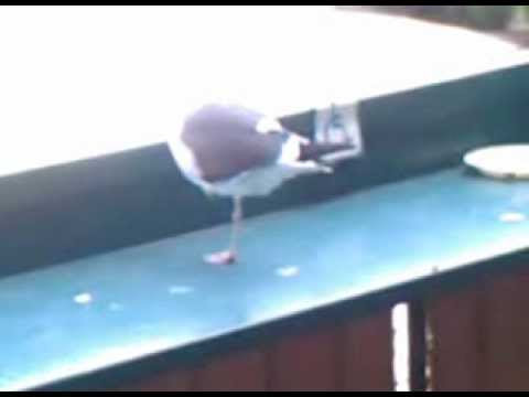 The bird with one leg - YouTube