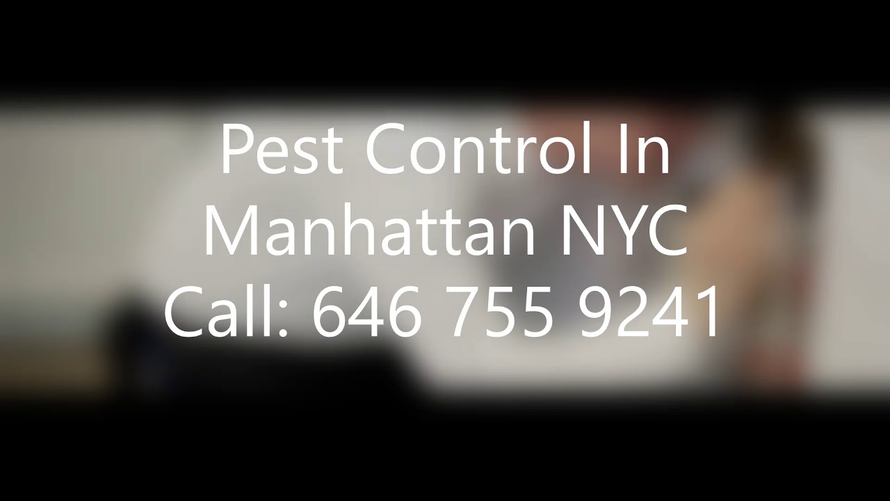 Pest Control In Manhattan NYC Rats Mice Bed Bugs Ants Roaches Termites ...