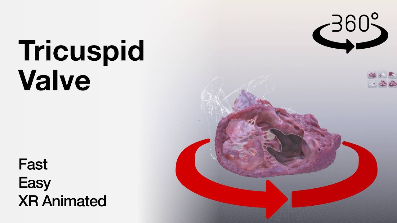 360 video -Tricuspid Valve - Explained in Mixed Reality - YouTube