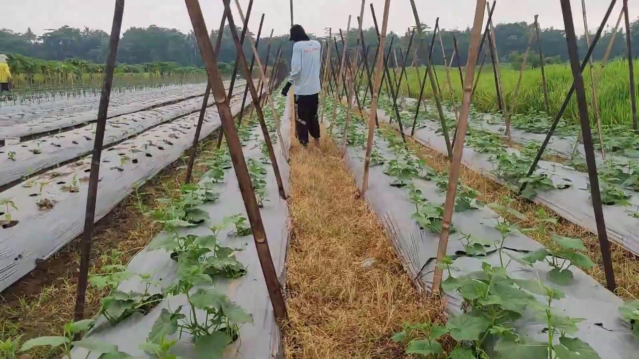 Clever Way to Install Trellises for Climbing Plants – Simple and ...