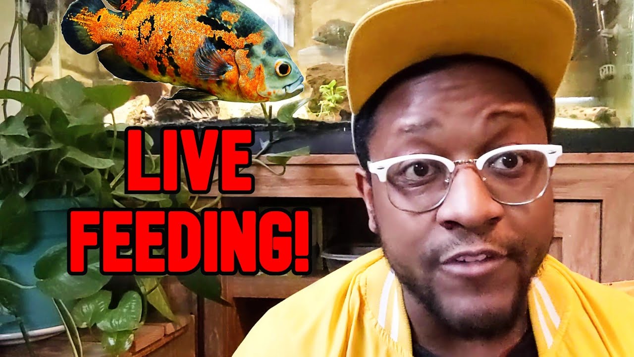 WARNING: Live Feeding PREDATOR Fish! - YouTube