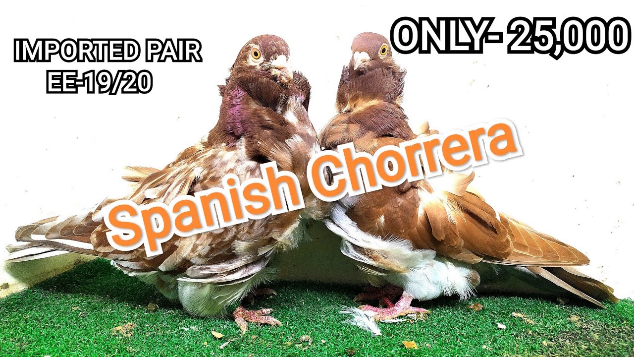 Imported Spanish Chorrera || Running pair EE-19/20 || Chowdhury Pigeon ...