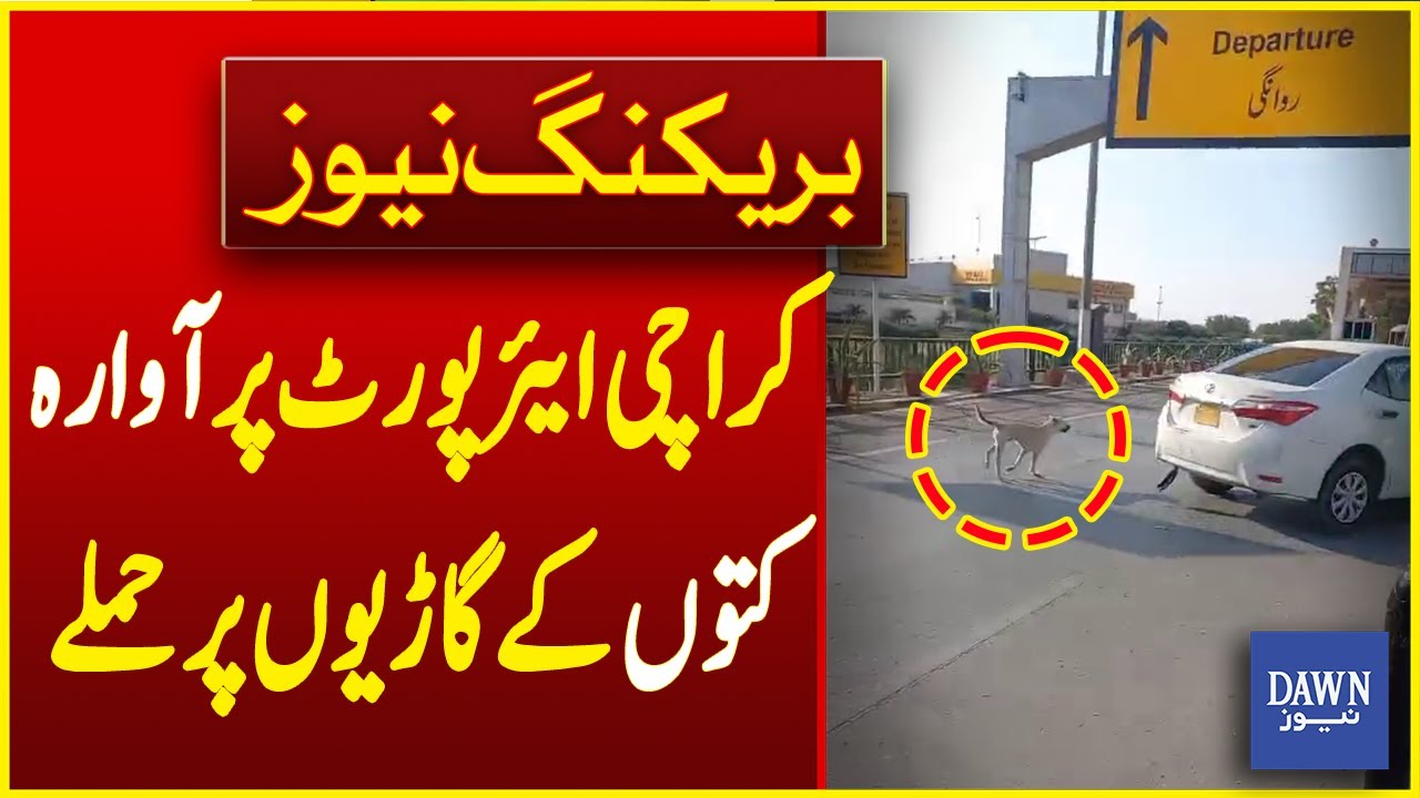 Dangerous Stray Dogs Attack Passengers Vehicles At Karachi Airport ...