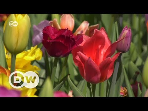 Keukenhof'ta 7 milyon lale çiçek açtı - DW Türkçe