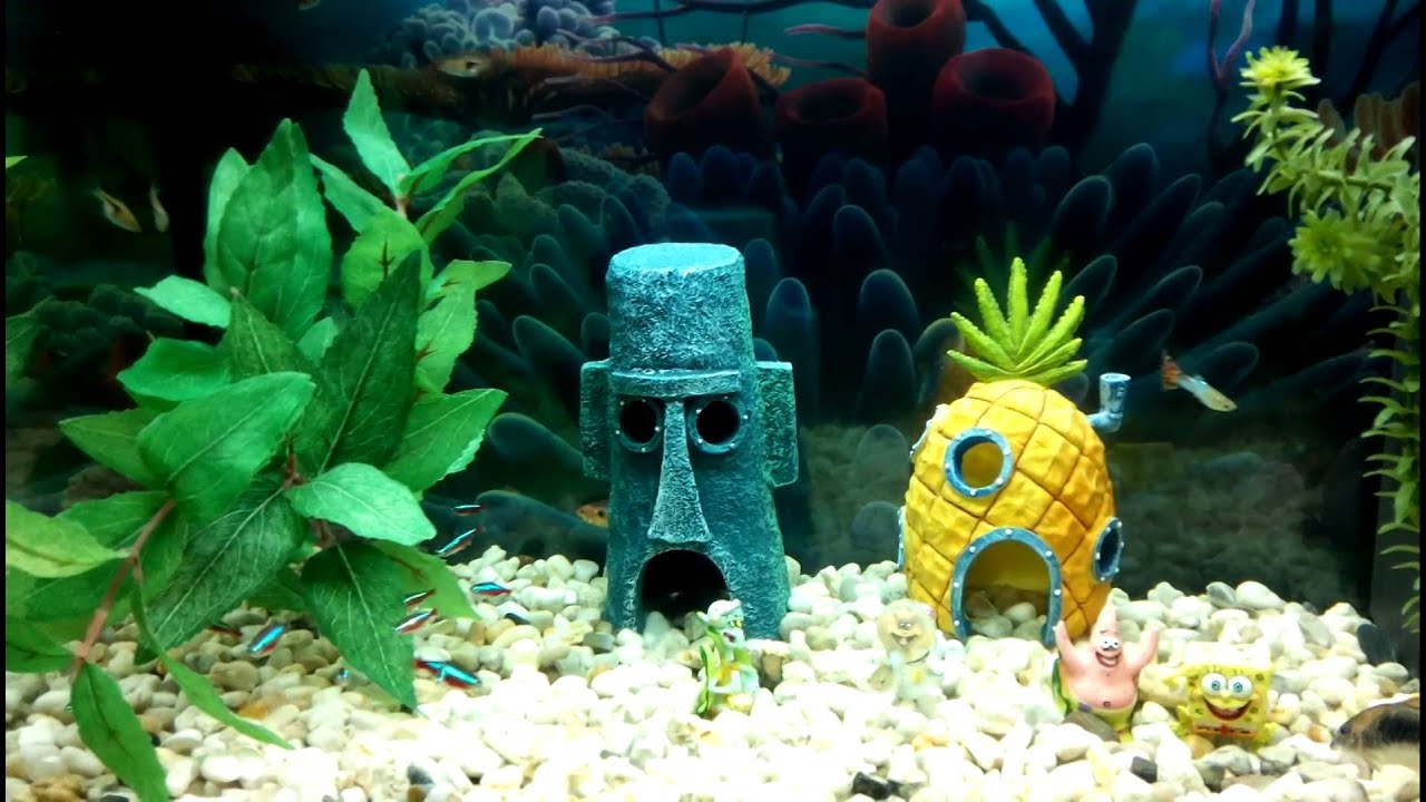 Serrasalmidae - Alchetron, The Free Social Encyclopedia