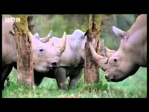 YouTube Rhinos look for love animal mating rituals in the African ...