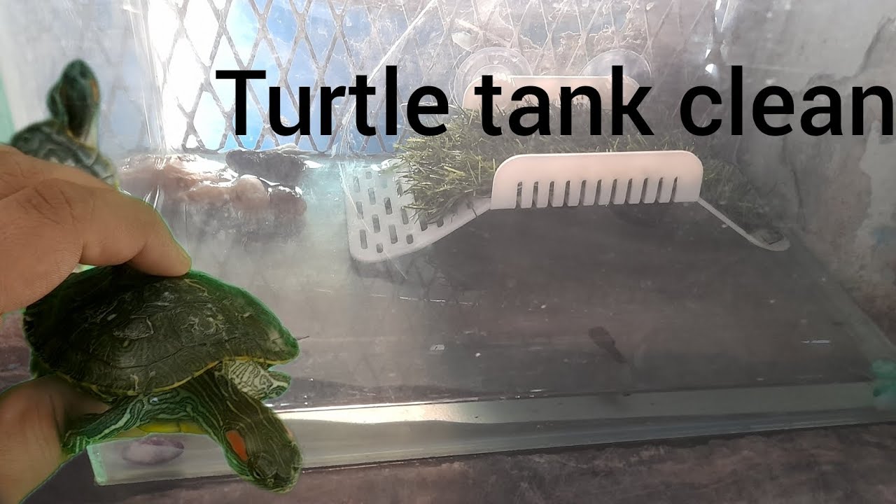 how to clean turtle tank #redearedsliders #turtle #subscribe - YouTube