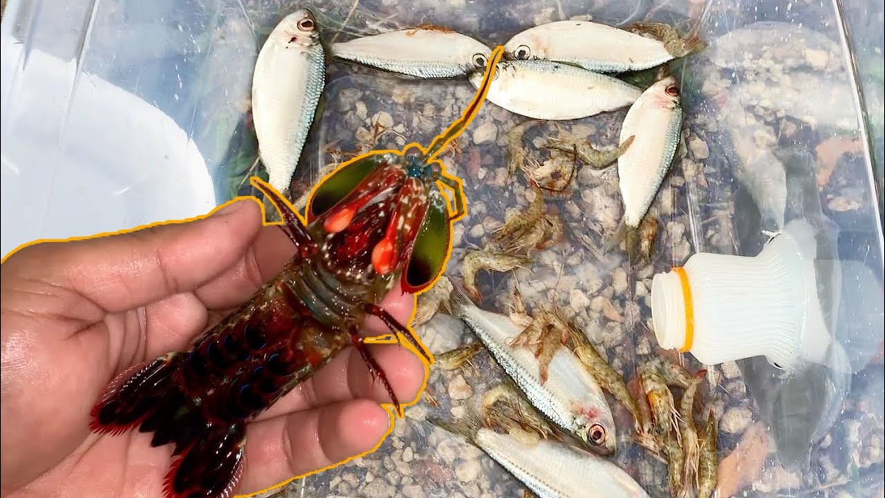 DIY Saltwater FISH TRAP CATCHES Colorful ALIEN SHRIMP! - YouTube