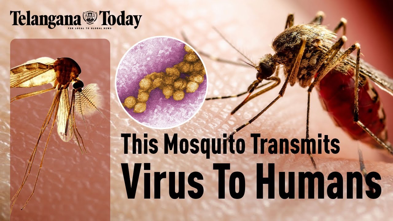 Culex Modestus: New Mosquito Species Found In Finland | West Nile Virus ...