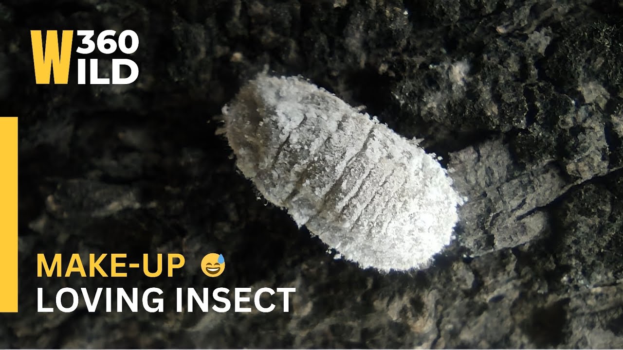 MAKEUP 💄 LOVING 🤣, SLOWEST & SOFTEST INSECT in the WORLD || WILD360 ...
