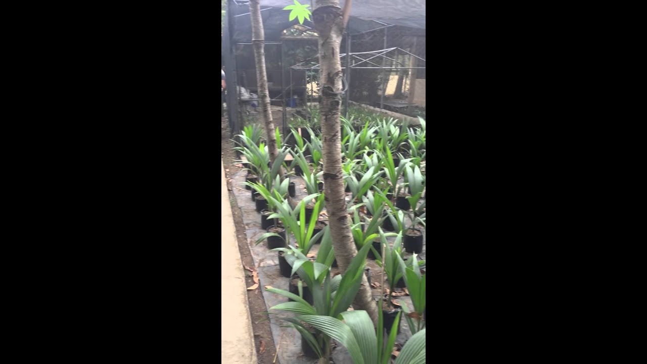 Macapuno coconut nursery in the Philippines - YouTube