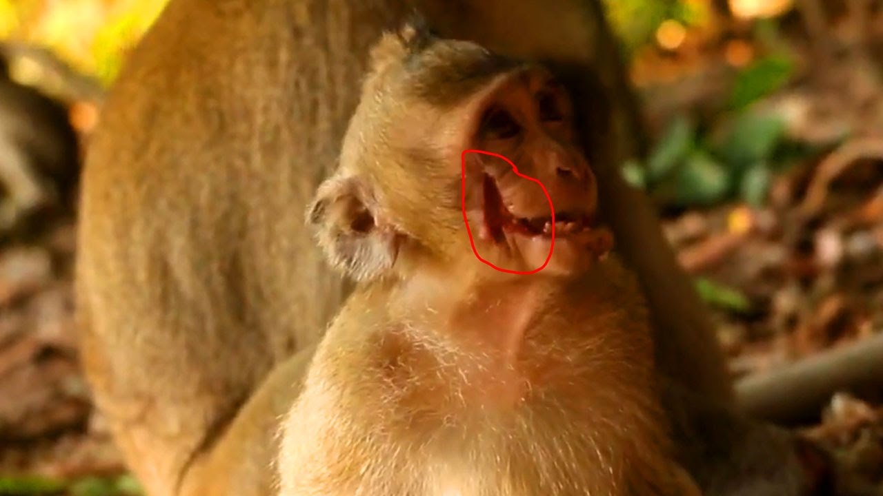 Sadness small baby monkey Ginger got seriously injured - YouTube