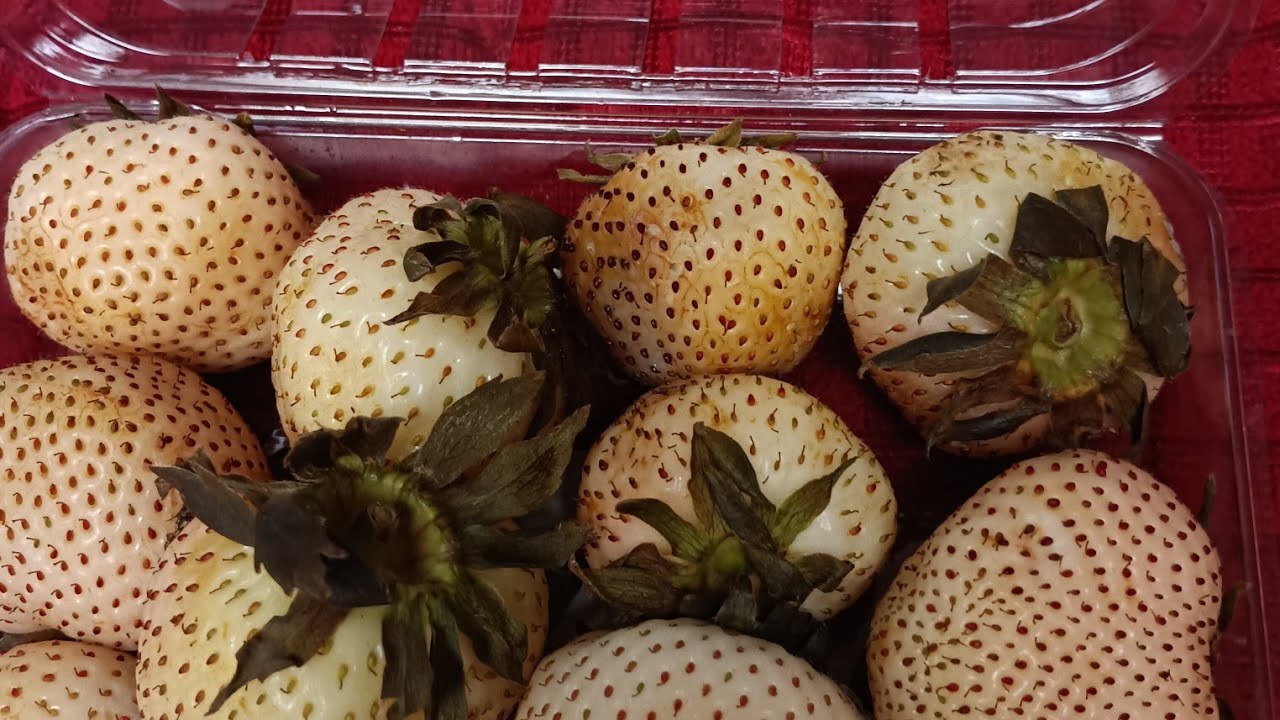 White Strawberries 🍓😳....Pine Berries - YouTube