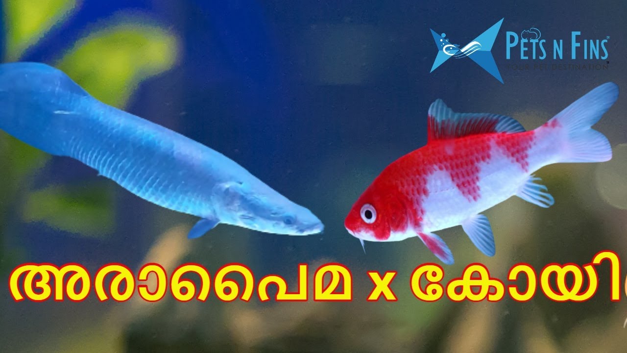 അരാപൈമയും കോയി ഫിഷും പോണ്ടിൽ സീൻ ആയോ??!!😱|| Arapaima in Backyard koi ...